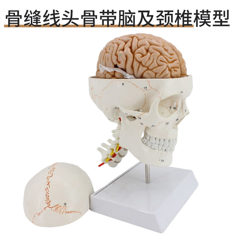 Adult 1:1 skull anatomical specimen medical simulation human skull ...