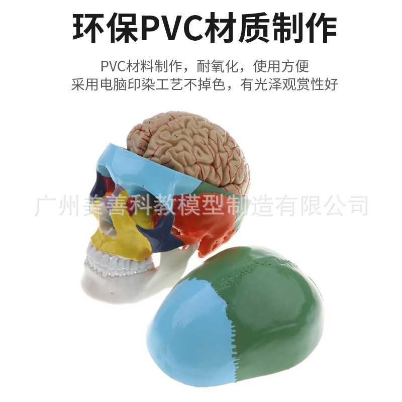 Adult 1:1 skull anatomical specimen medical simulation human skull ...